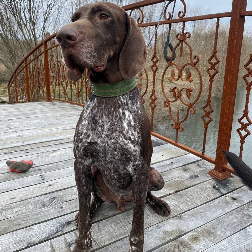 Курцхаар собака бесплатно