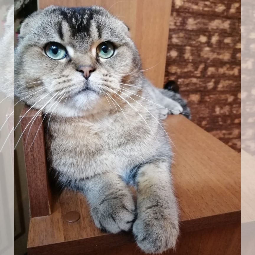 Шотландский вислоухий кот