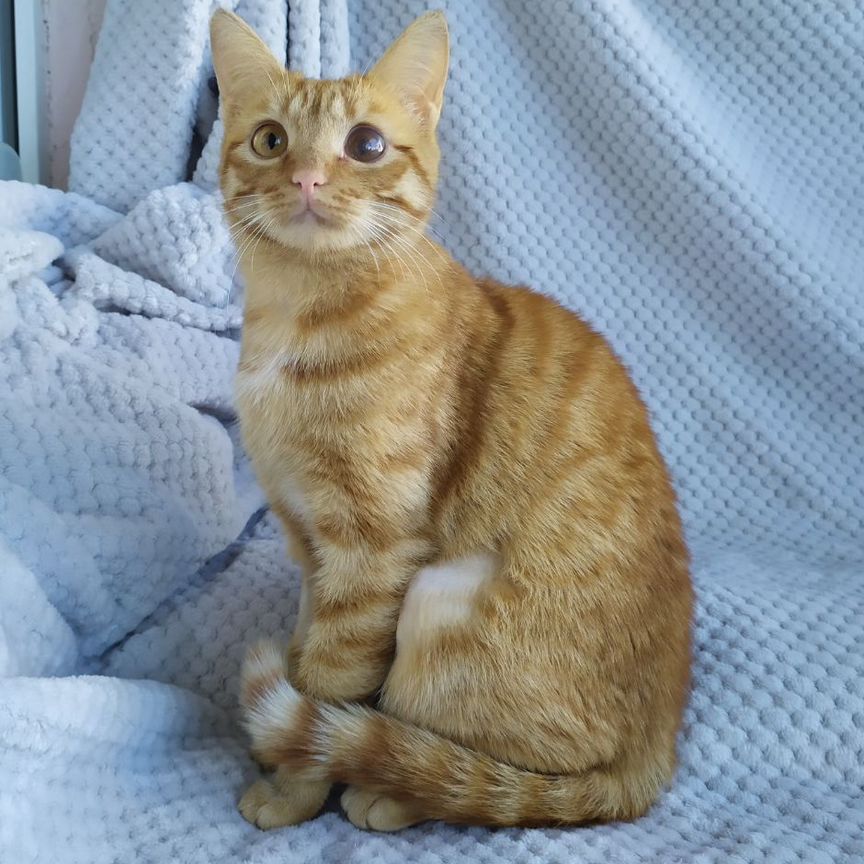 Кошечка в хорошие руки