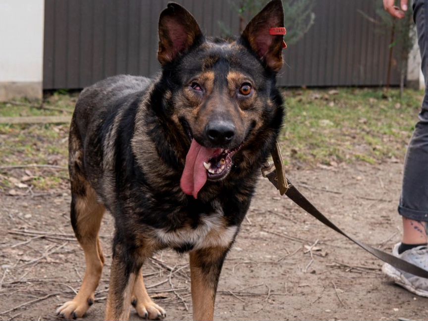 В добрые руки крупненький пёс Бёрн