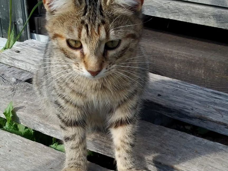 Котята