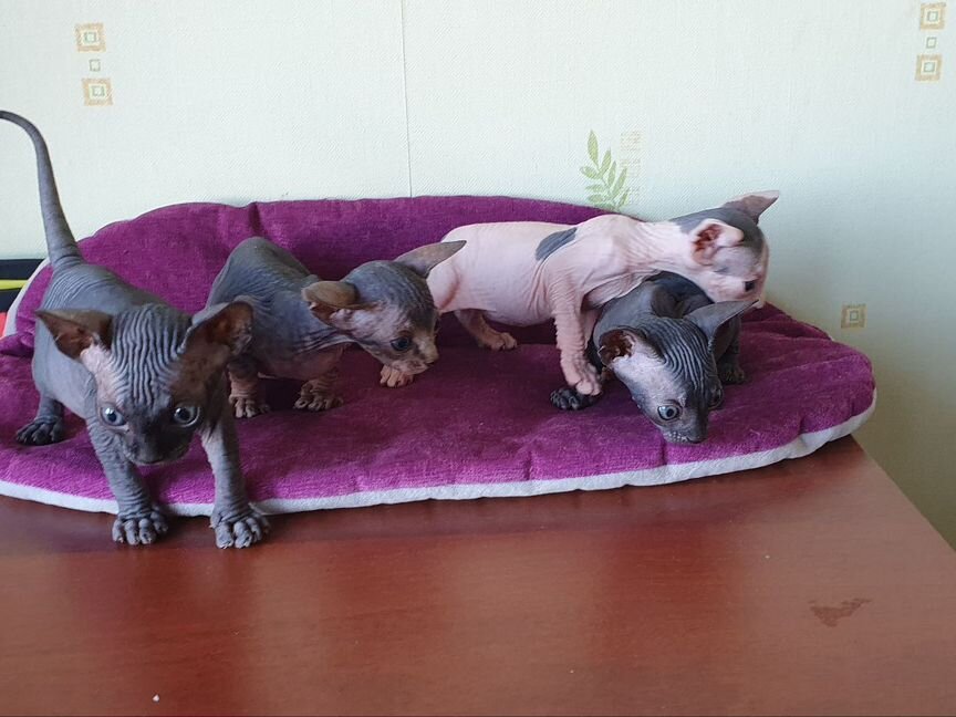 Резерв котят Канадского сфинкса