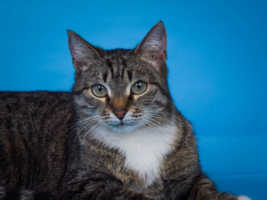 Кошечка Майя ищет дом