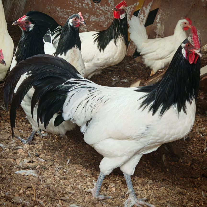 Молодой петушок Лакенфельдер