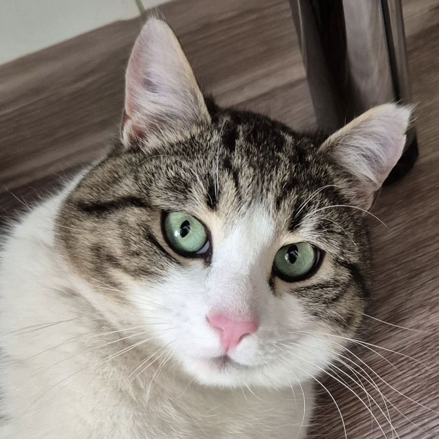 Котик в добрые руки
