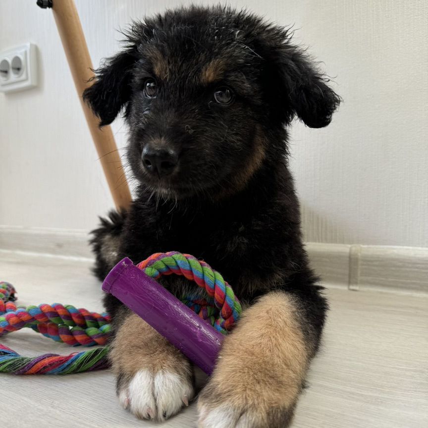 Щенок в добрые руки