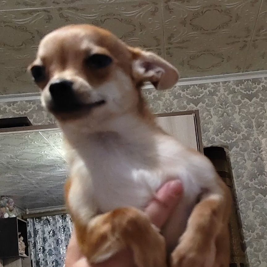 Чихуахуа, щенок