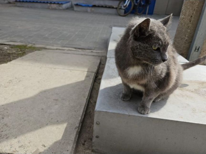 Беременная кошечка