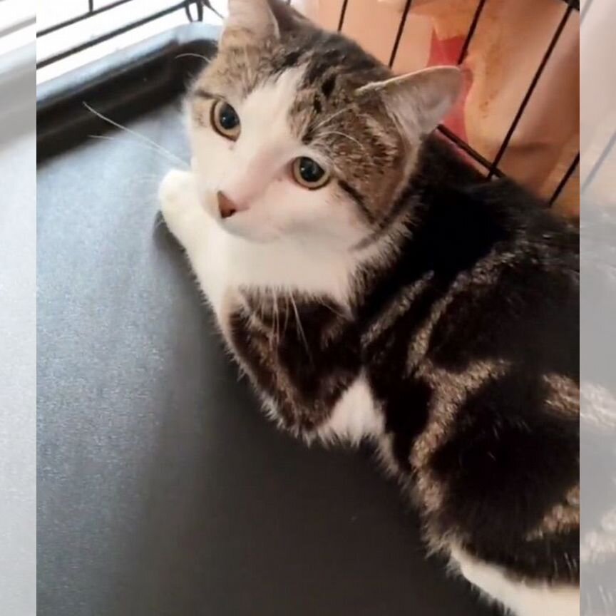 Молодой котик