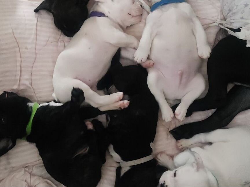 Французкий бульдог щенки