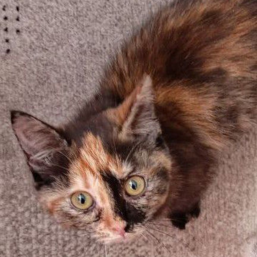 Сибирский котёнок