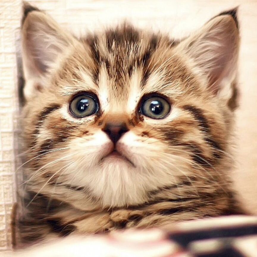 Шотландский прямоухий короткошёрстный котёнок