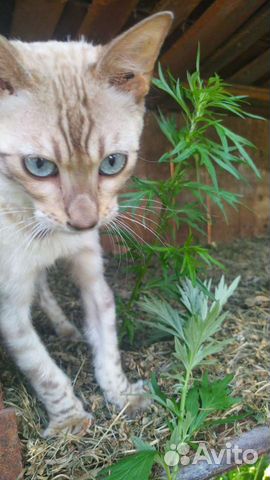 Кошка в дар бесплатно