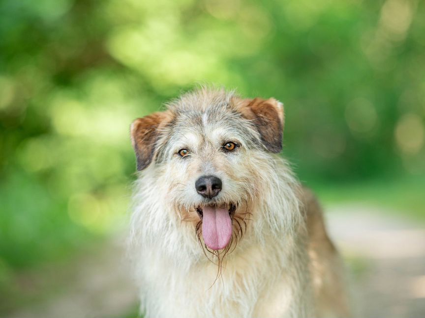 Собака из приюта