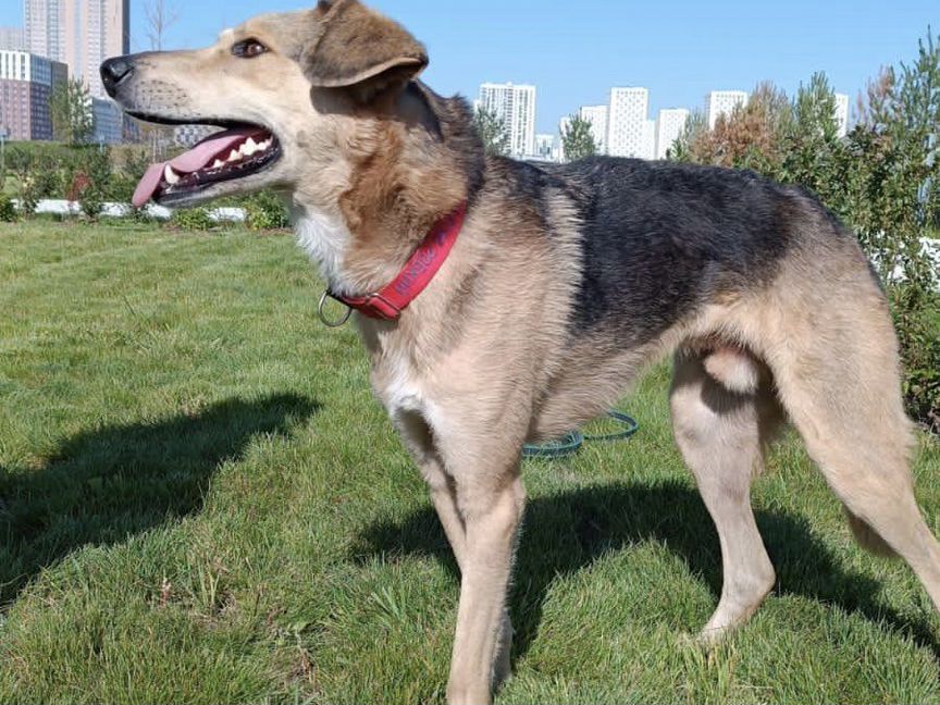 Собака кобель в добрые руки