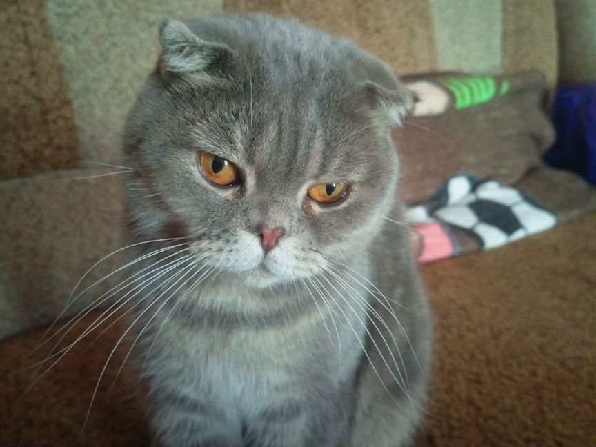 Кошка в дар шотландская