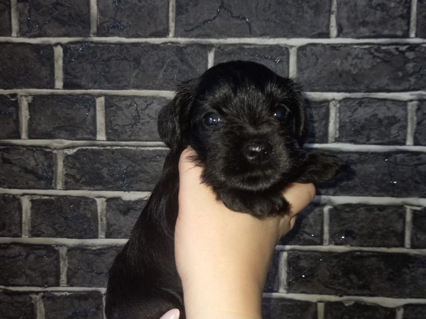 Цвергшнауцер мальчики