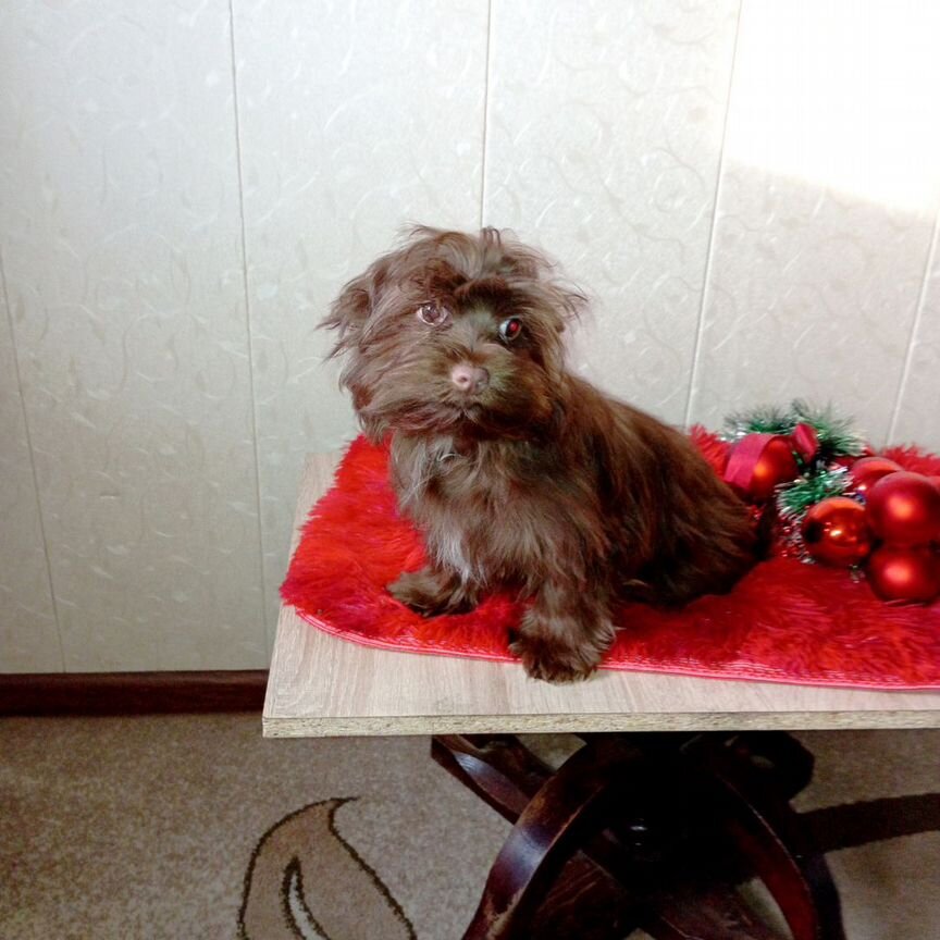 Йоркширский терьер шоколадка