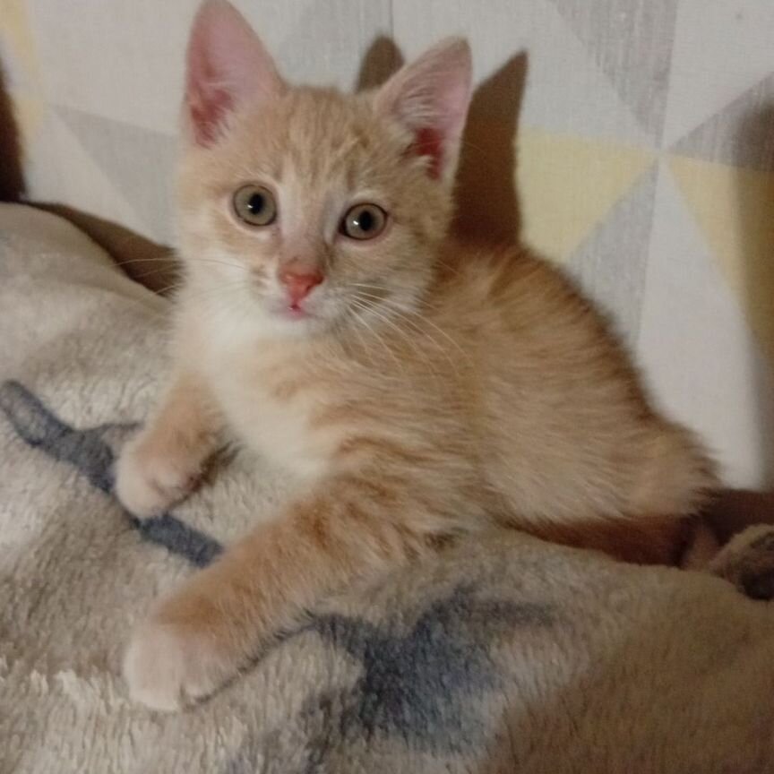 Котёнок в добрые руки