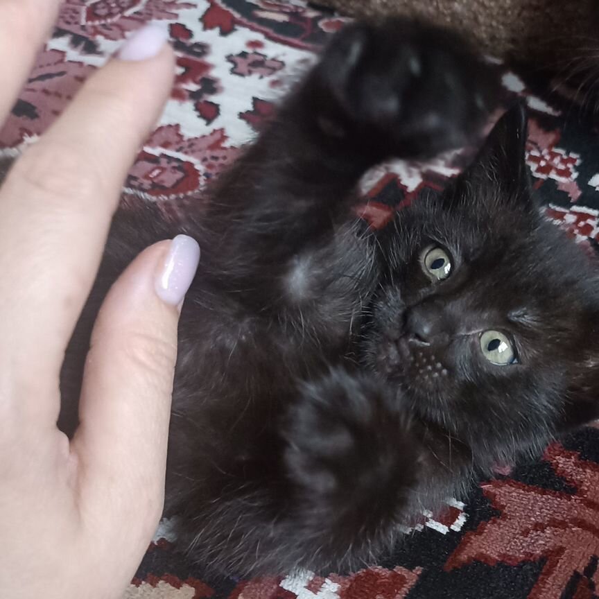 Котёнок в добрые руки