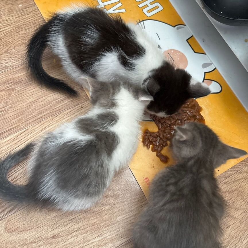 Котята в добрые руки
