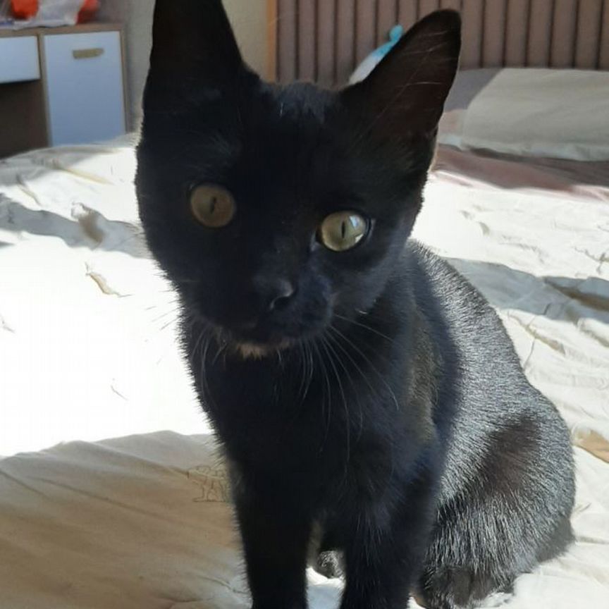 Кошка 7-8мес Пантера