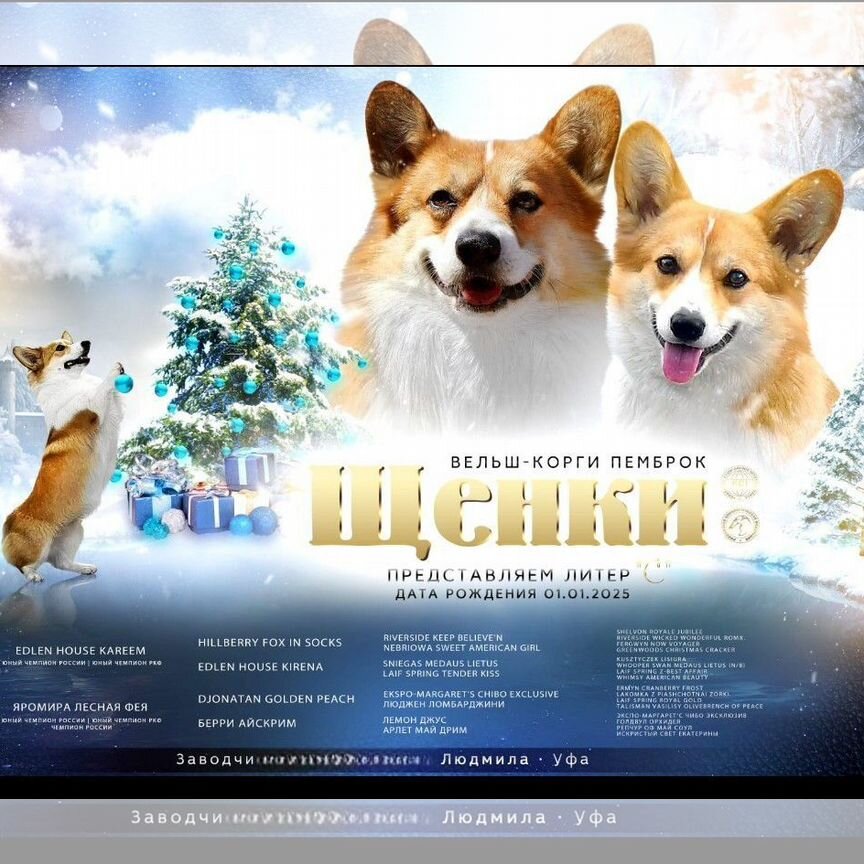 Щенки вельш-корги пемброк РКФ