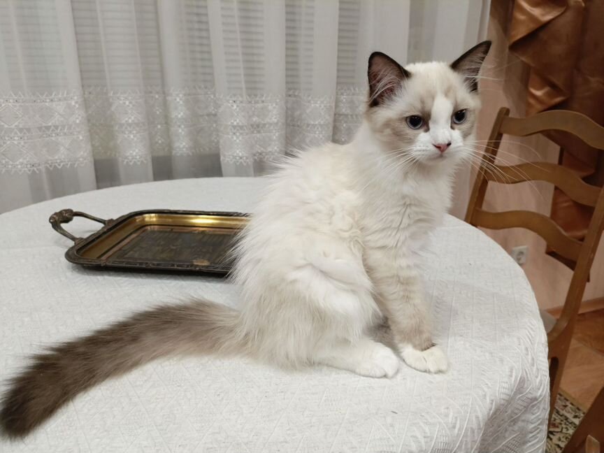 Котенок девочка Рэгдолл
