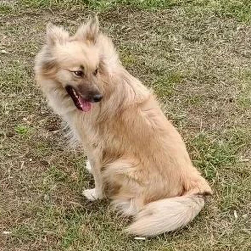 Взрослый пёс в добрые руки