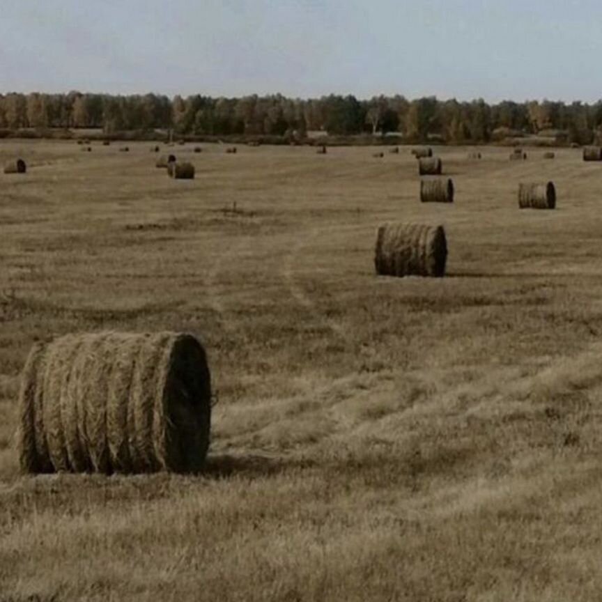 Продам сено в рулонах