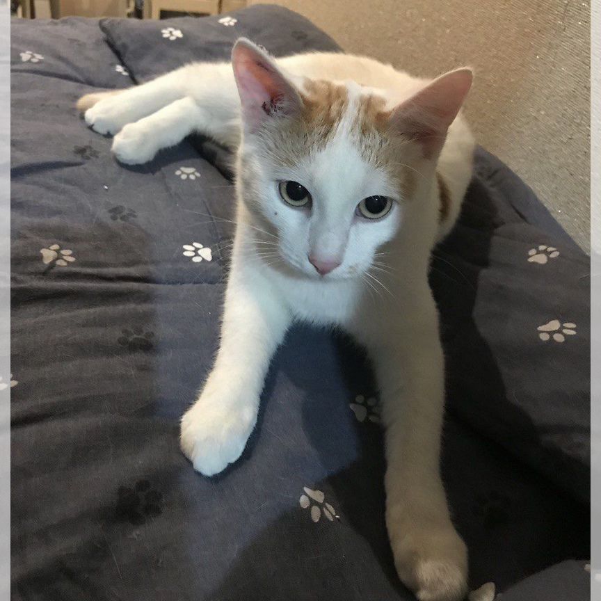 Европейский короткошёрстный котёнок