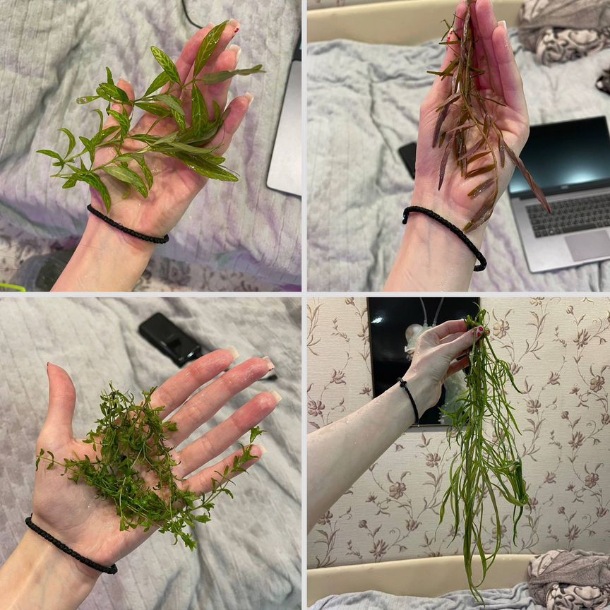 Аквариумные растения прополка аквариум