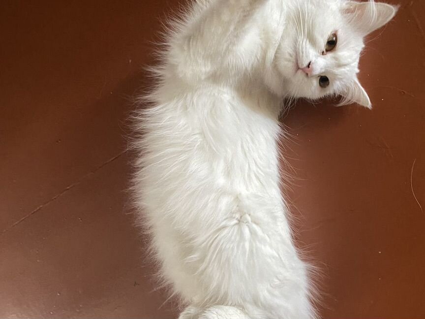 Отдам бесплатно в добрые руки