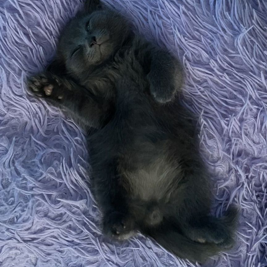Отдаю кота ласковый, игривый