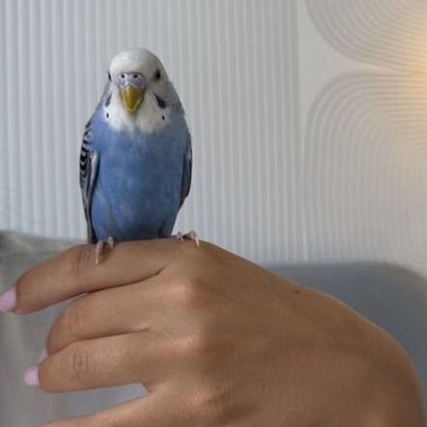 Волнистый попугай самка