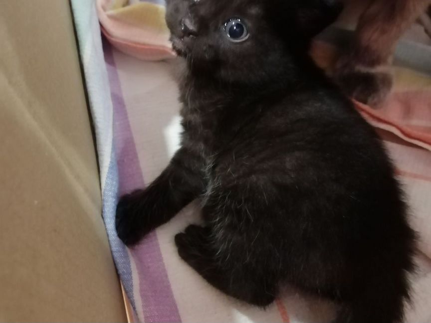 Кошки в добрые руки бесплатно