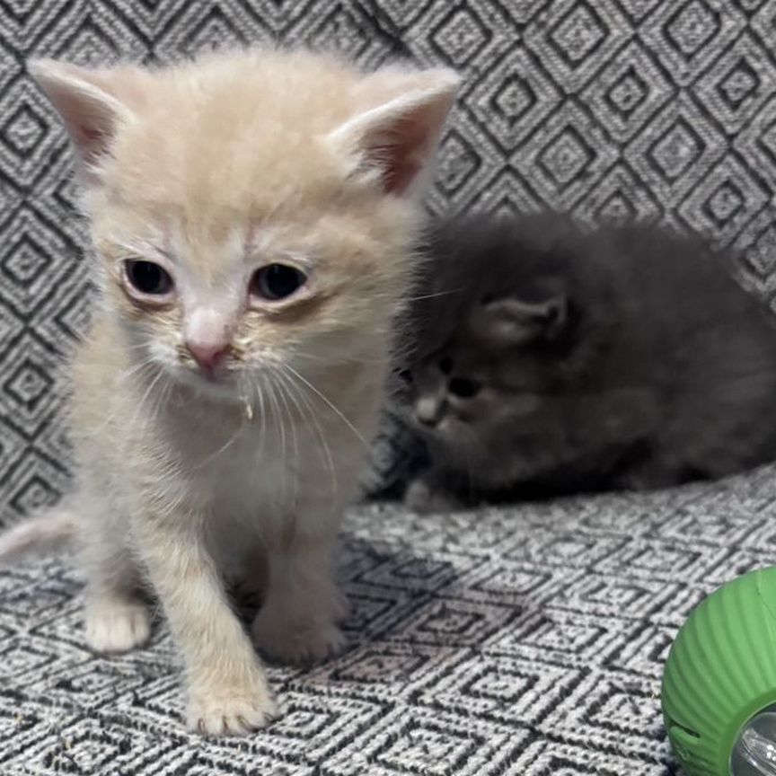Шотландский прямоухий длинношёрстный котёнок