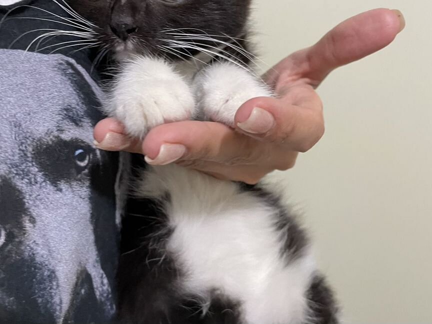 Симушка нежный котенок