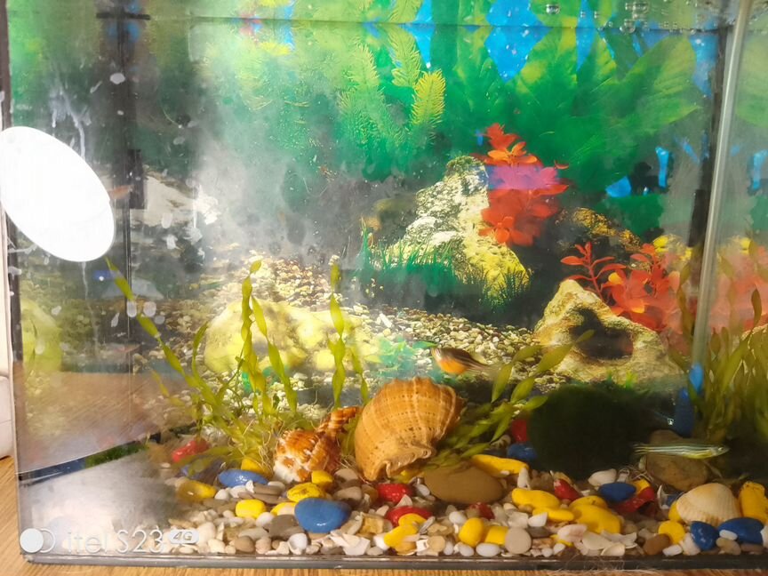 Аквариум с рыбками. Второй в подарок