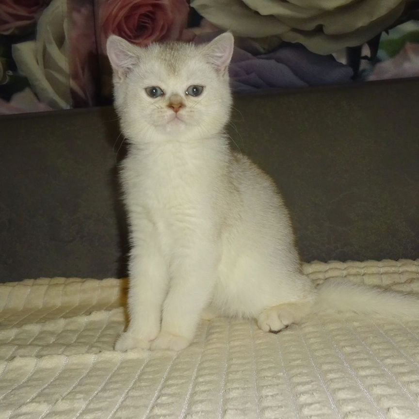 Котик скоттиш страйт шоколадный затушеванный поинт