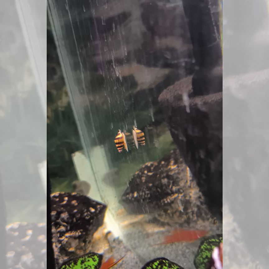 Улитка хелена