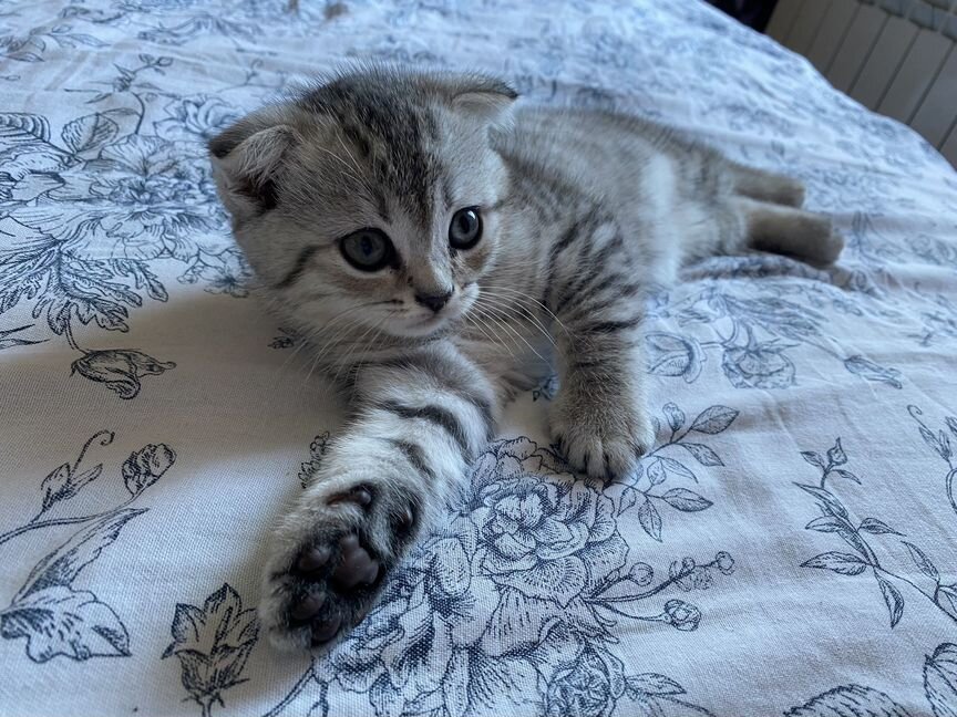 Шотландский котенок