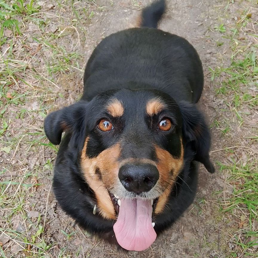 Взрослая собака в добрые руки