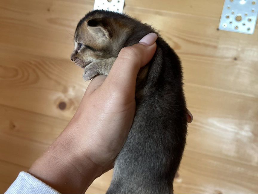 Котик Чаузи ф4