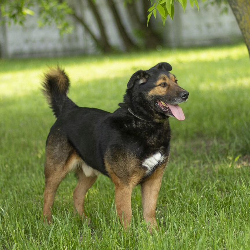 Взрослая собака в добрые руки