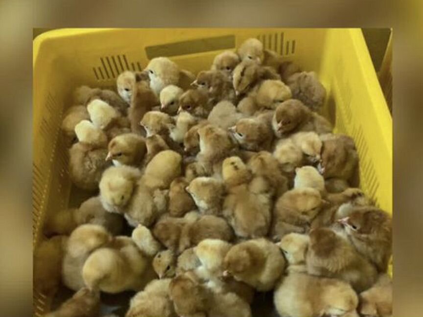 Цыплята и индюшата 2024г