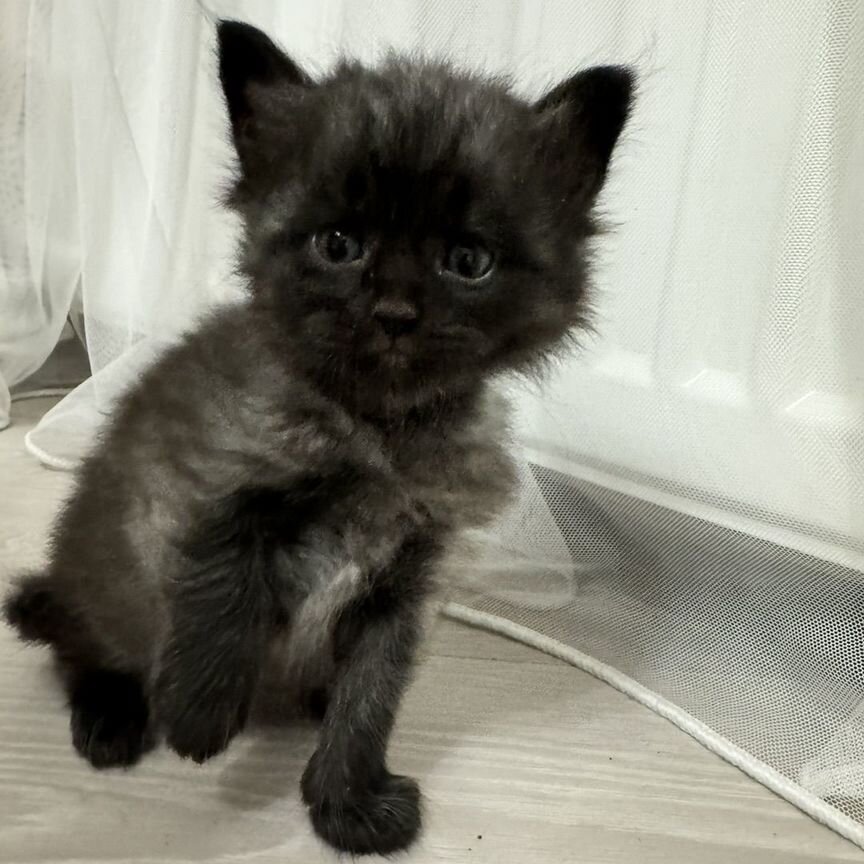 Котенок мэйнкун метис