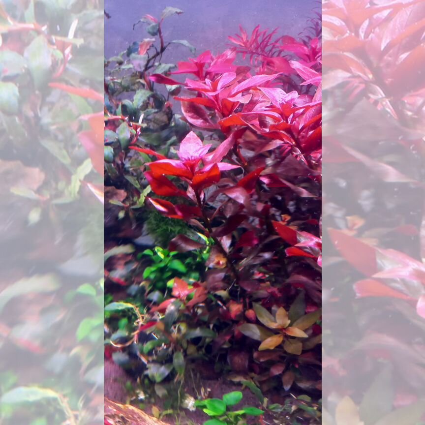 Аквариумное растение