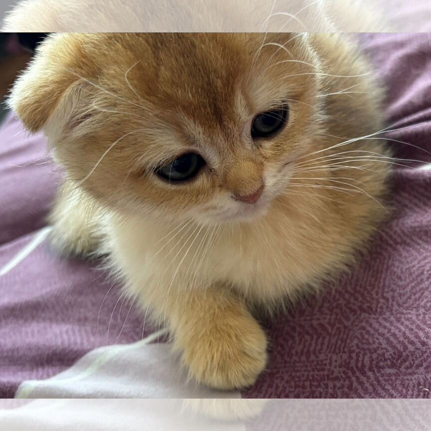 Кошка золотая шиншилла