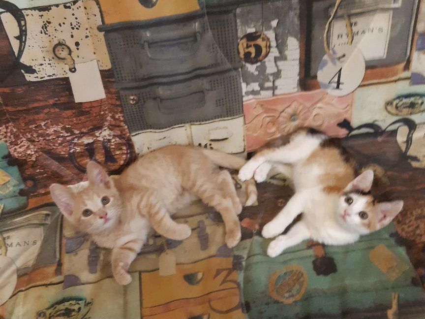 Котики в любящие ручки